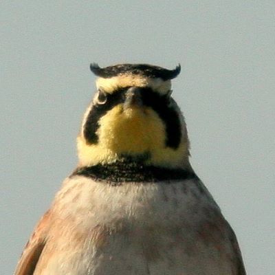 Layer Larks | Meet the Team